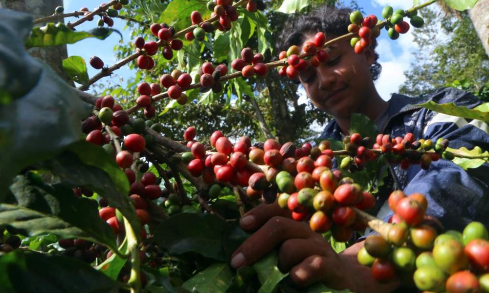 Corte de café empieza con buenos precios – CórdobaaDiario