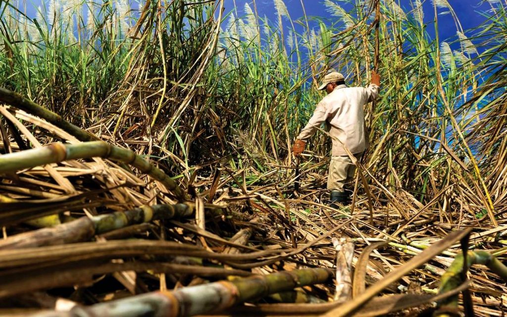 Producción de azúcar alcanza las 3 millones de toneladas – CórdobaaDiario