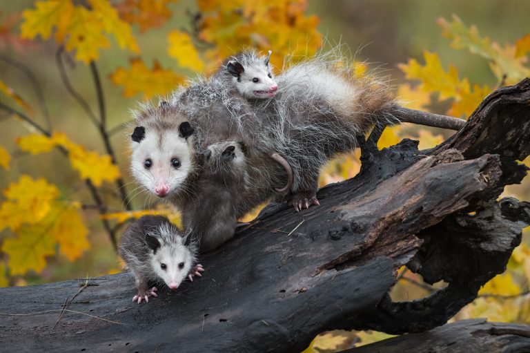 El Tlacuache El Marsupial Prehispánico Córdobaadiario