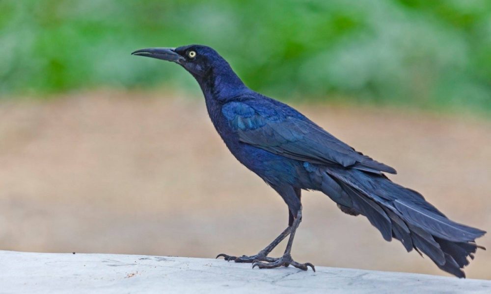 El zanate, el bellísimo pájaro que parece un cuervo – CórdobaaDiario