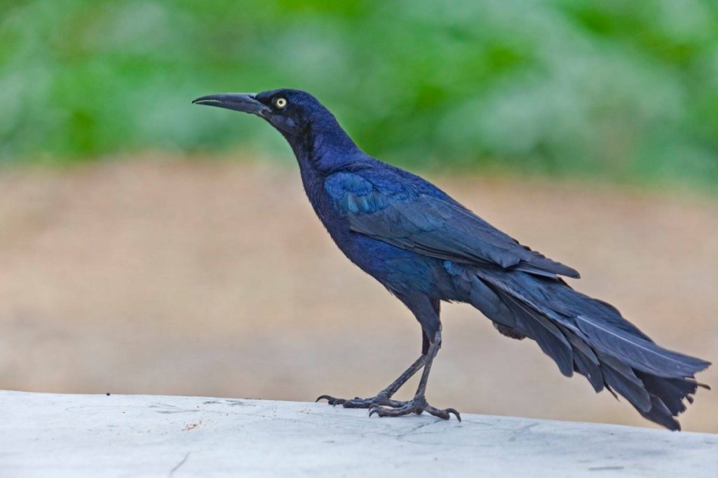 El zanate, el bellísimo pájaro que parece un cuervo – CórdobaaDiario