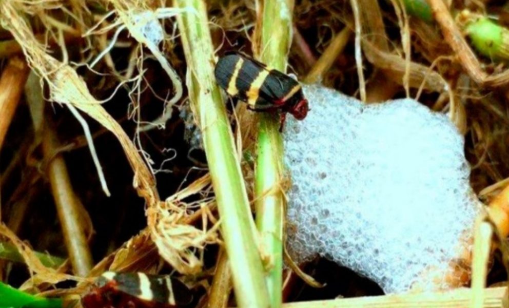Detectan brotes de gusano falso medidor y mosca pinta – CórdobaaDiario